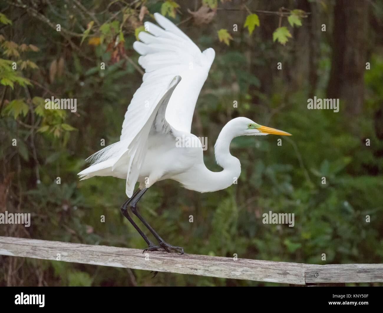 Corkscrew swamp bird hi-res stock photography and images - Alamy