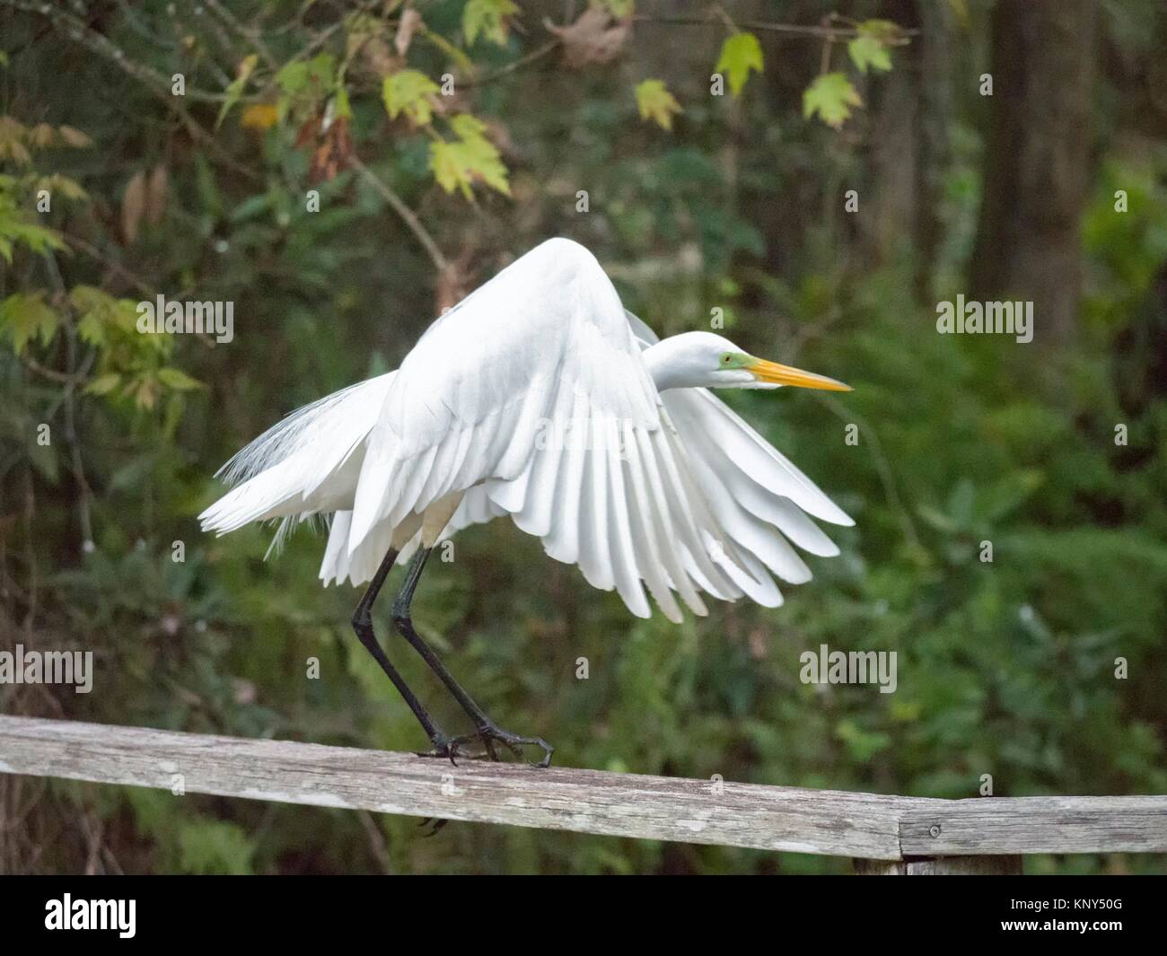 Corkscrew swamp bird hi-res stock photography and images - Alamy