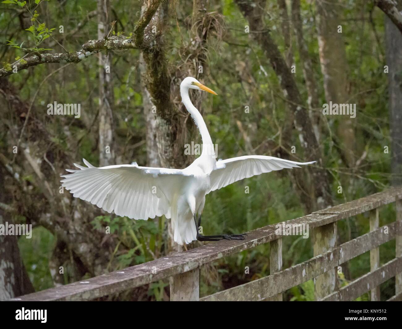 Corkscrew swamp bird hi-res stock photography and images - Alamy