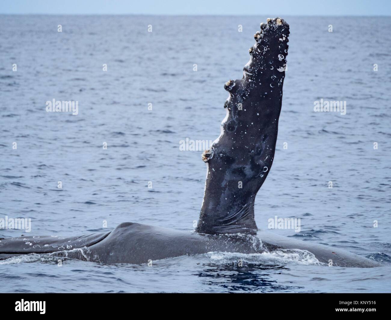 Pectoral fin slap hi-res stock photography and images - Alamy