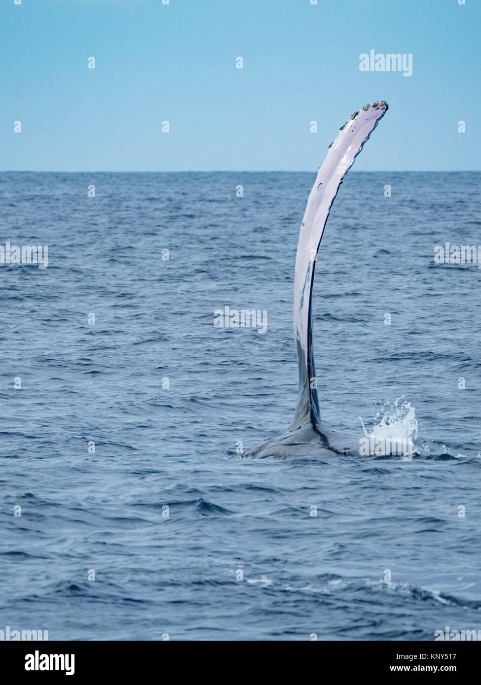 Pectoral Slap High Resolution Stock Photography and Images - Alamy