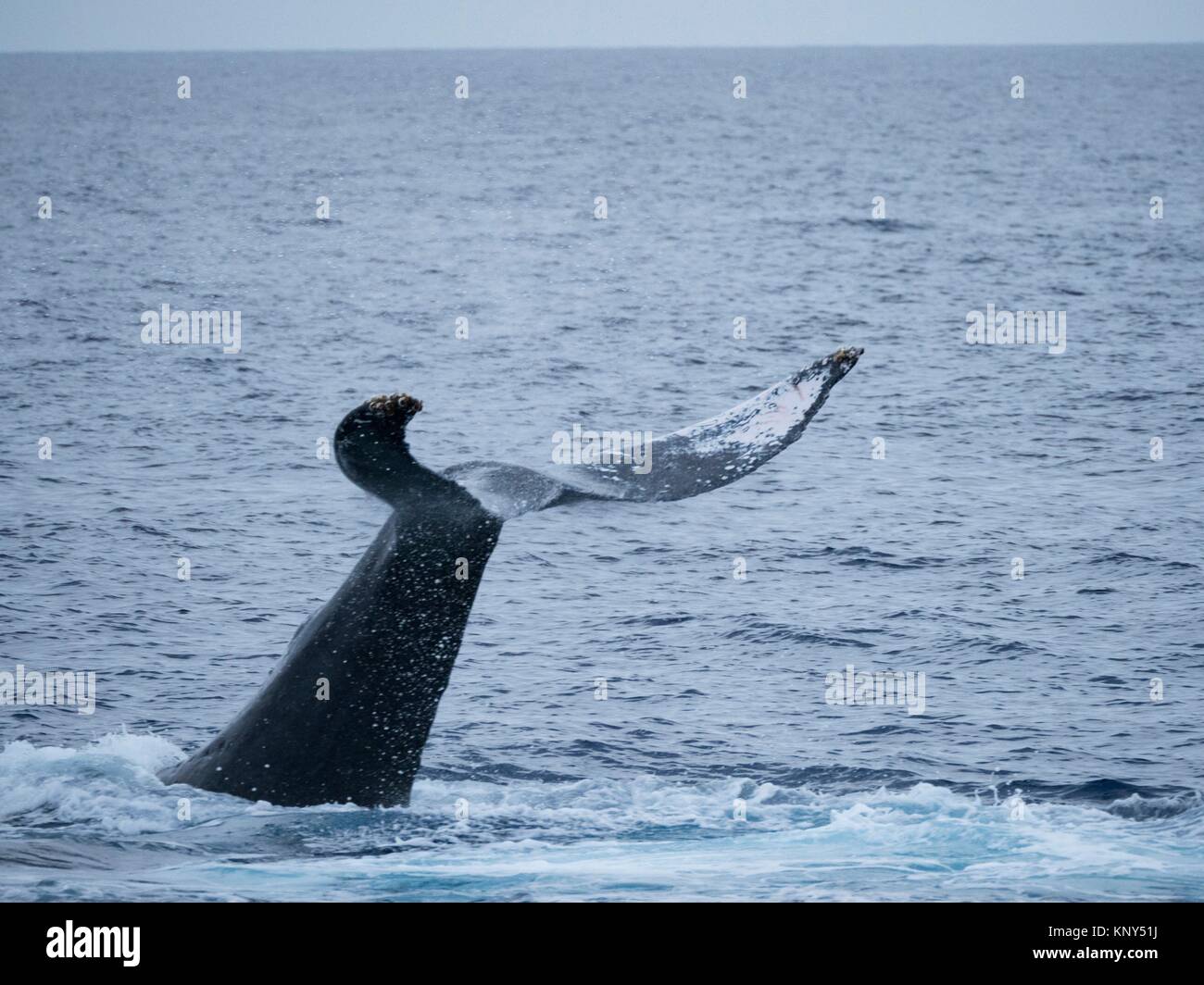 Humpback whale fluke slap hi-res stock photography and images - Alamy