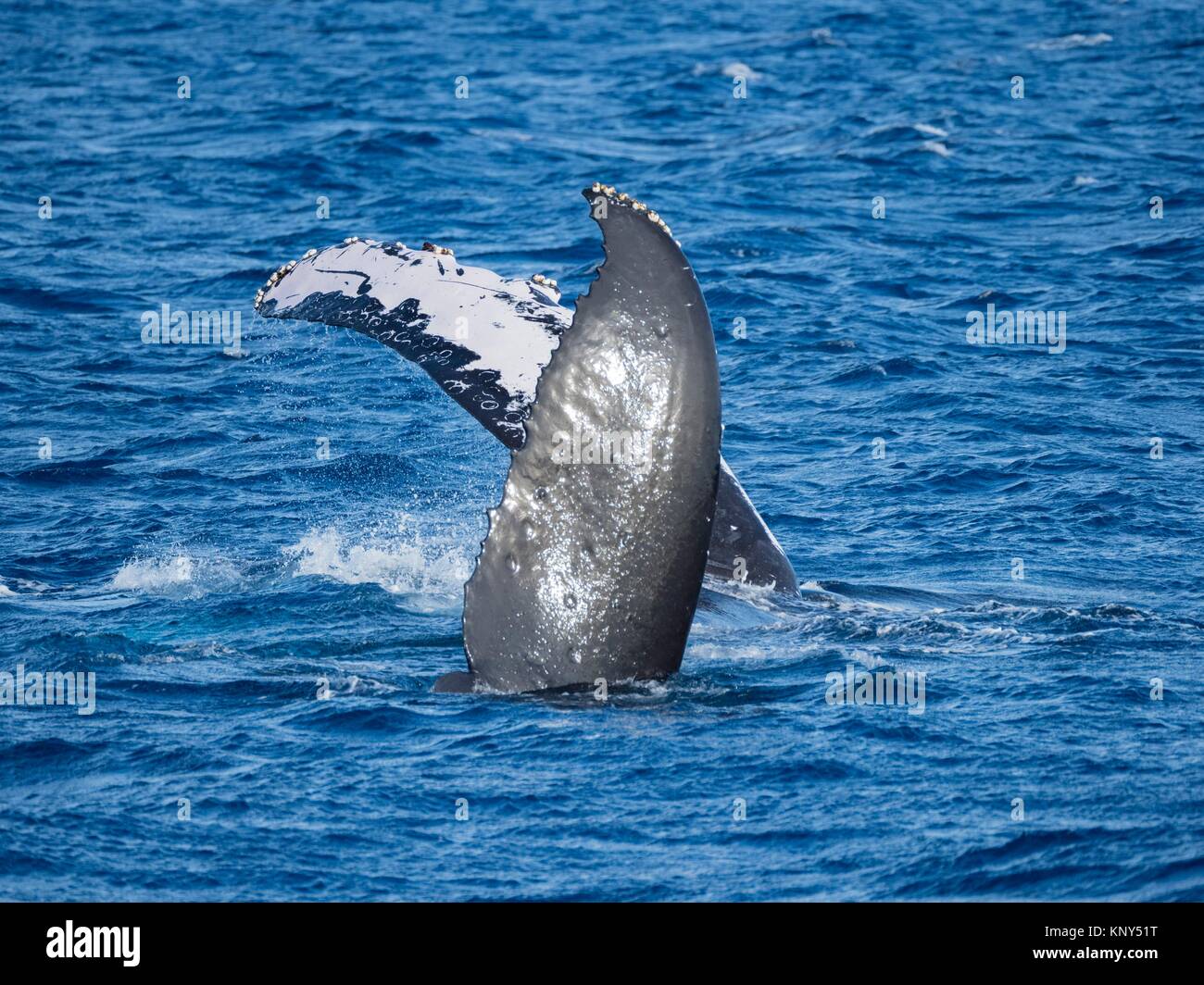 Maui Humpback Whale Pectoral Fin Stock Photo - Alamy