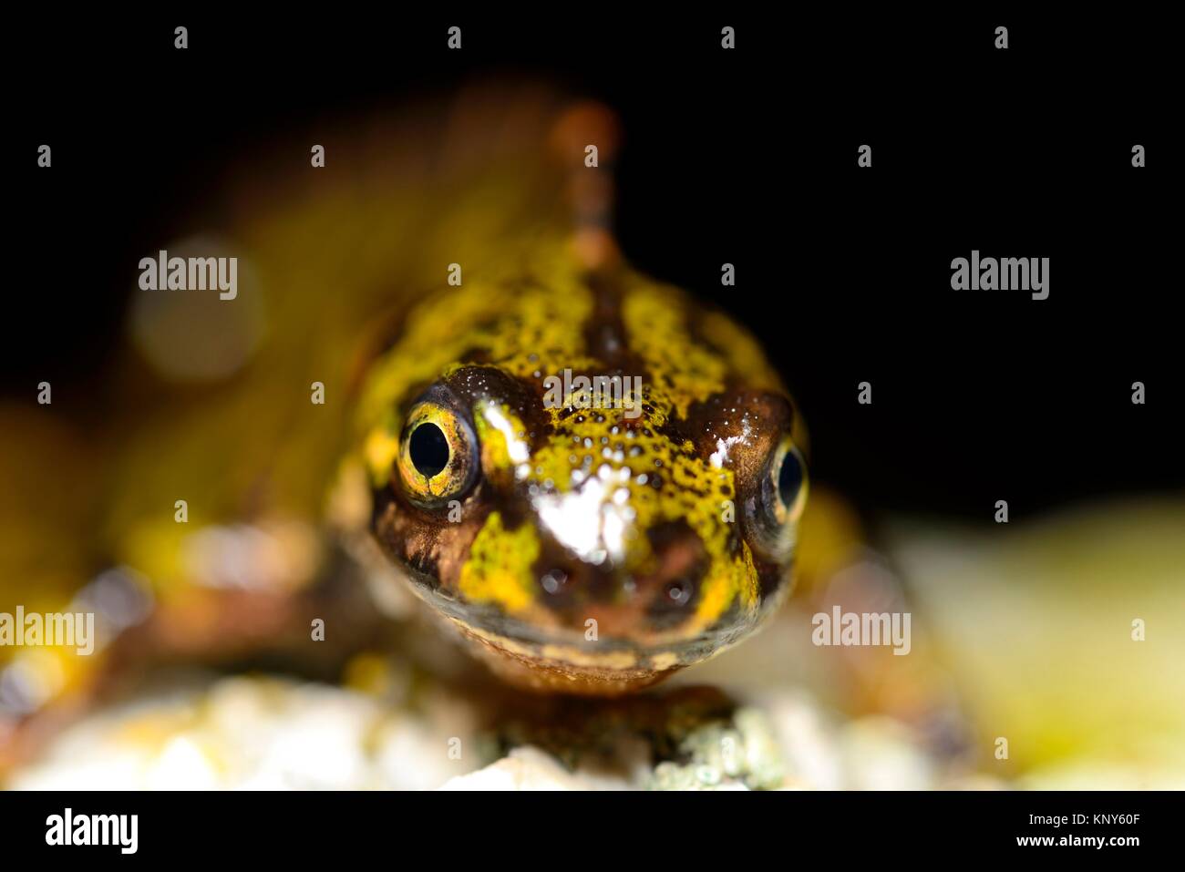 Triturus triturus marmoratus hi-res stock photography and images - Alamy