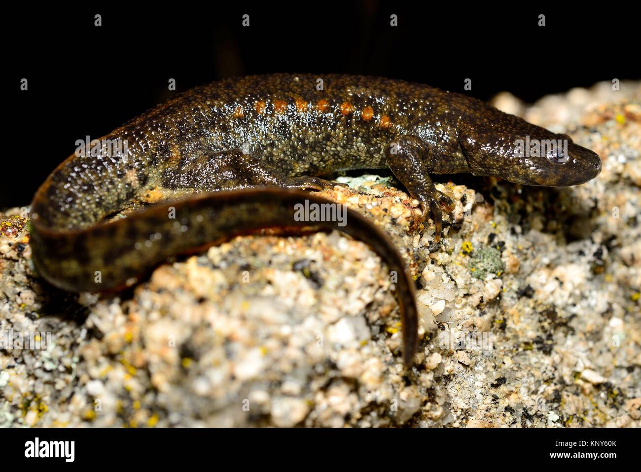 Spanish ribbed newt hi-res stock photography and images - Alamy