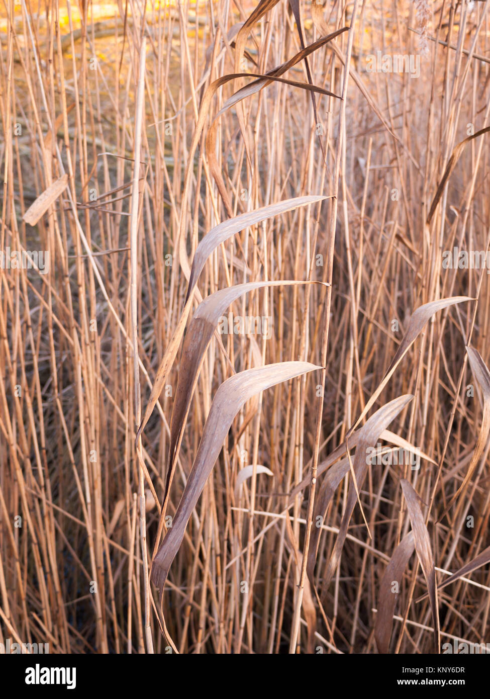 close up background of golden brown reeds plant; essex; england; uk ...