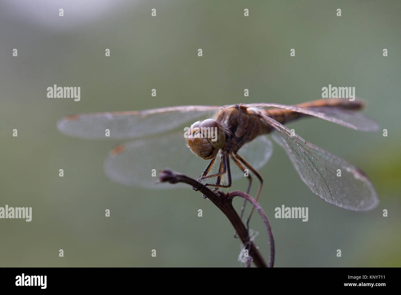 dragonfly is sitting on a branch Stock Photo - Alamy