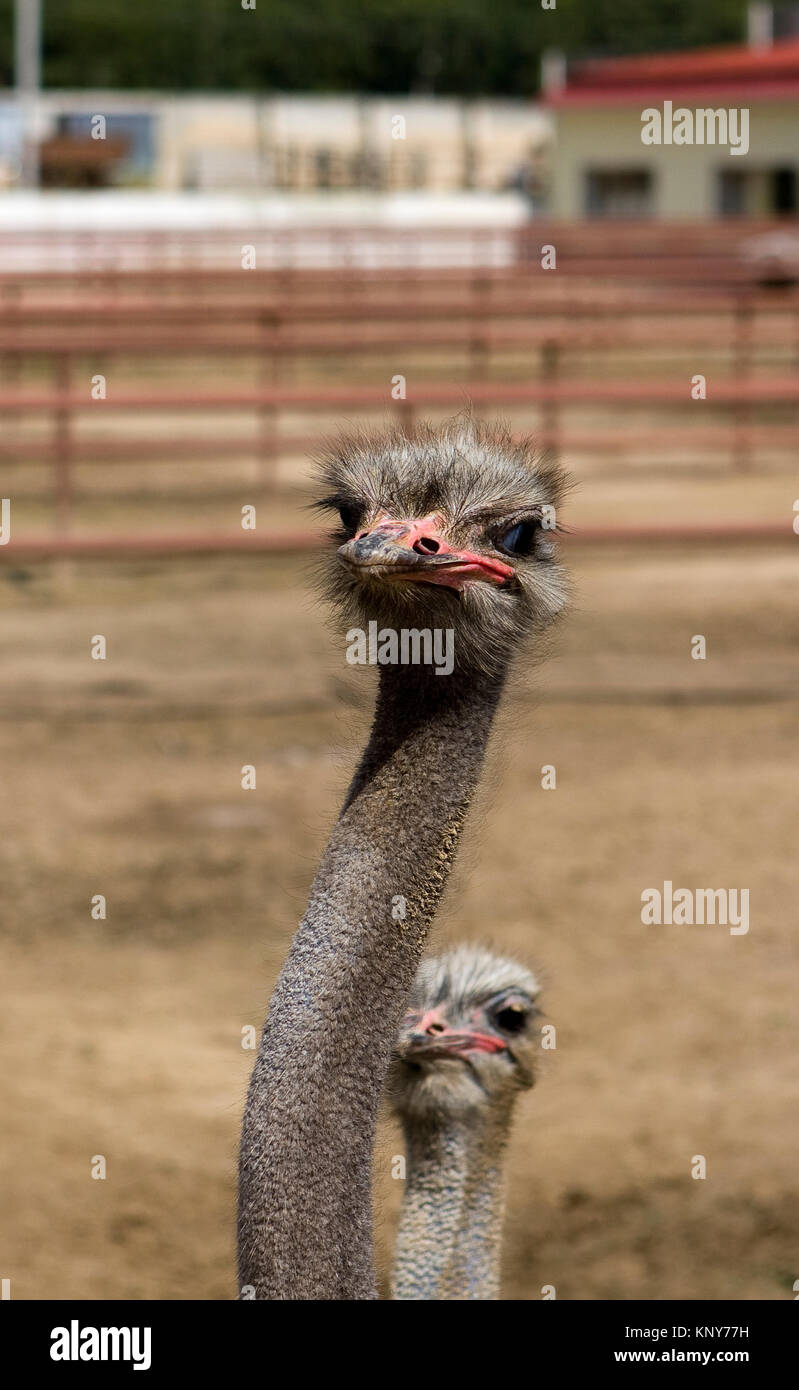 ostrich in the open-air cage on ostrich farm Stock Photo - Alamy