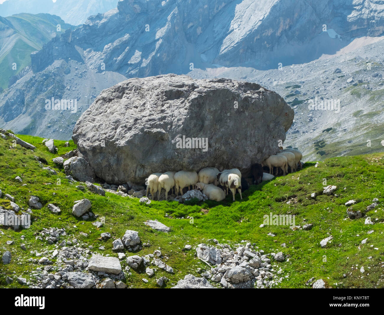 alpine sheep in the wetterstein Stock Photo - Alamy