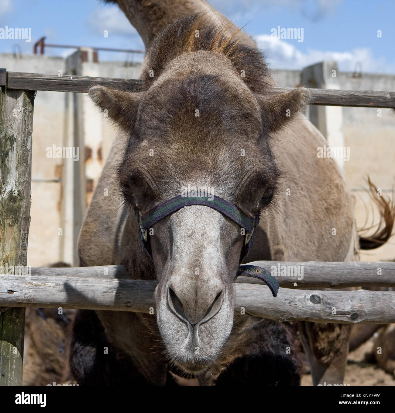camel in the open-air cage on farm Stock Photo - Alamy