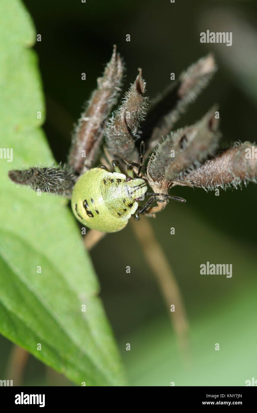 green bug is crawling on a plant Stock Photo - Alamy