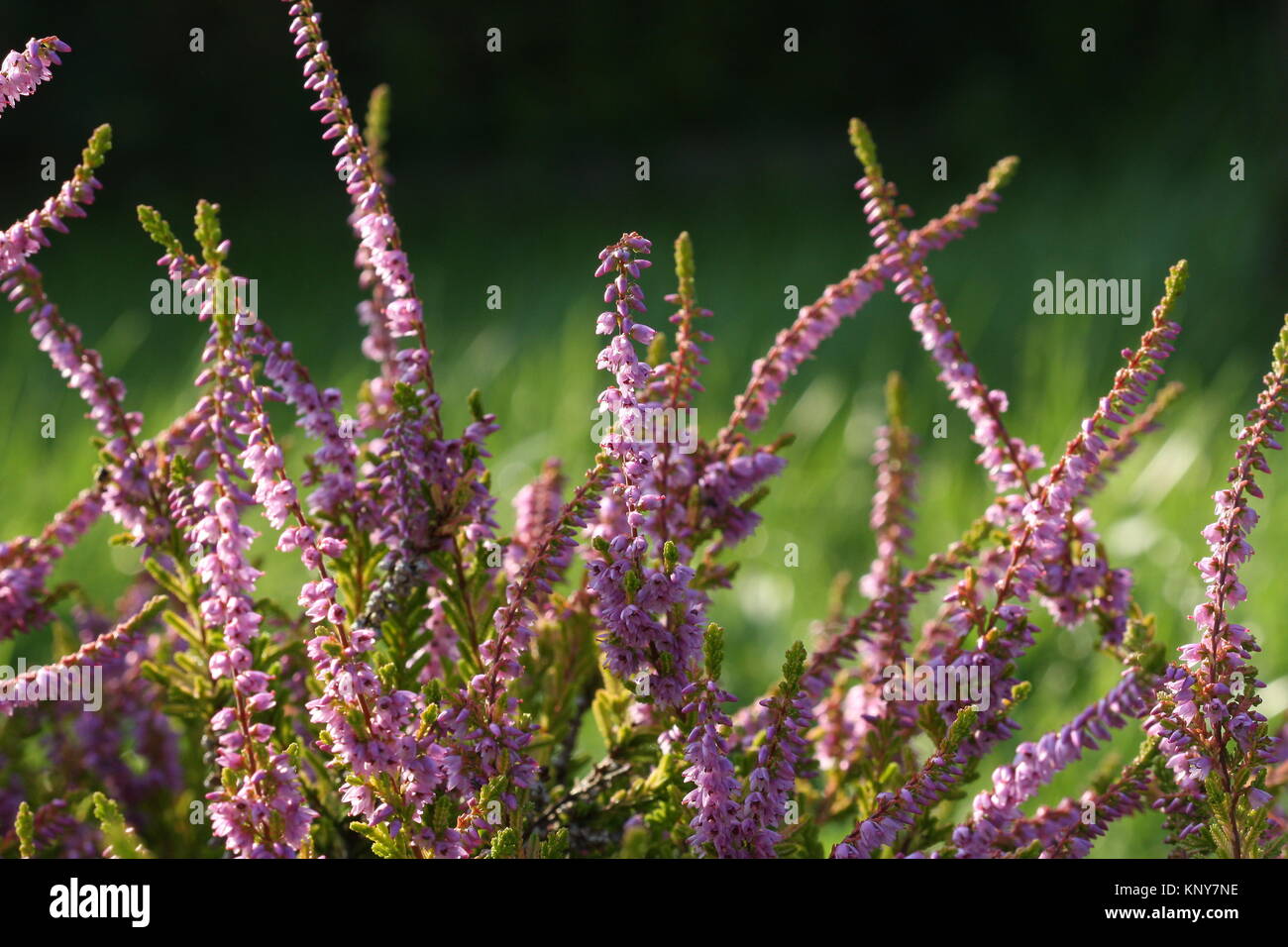a fragment of a garden decorative heather Stock Photo - Alamy