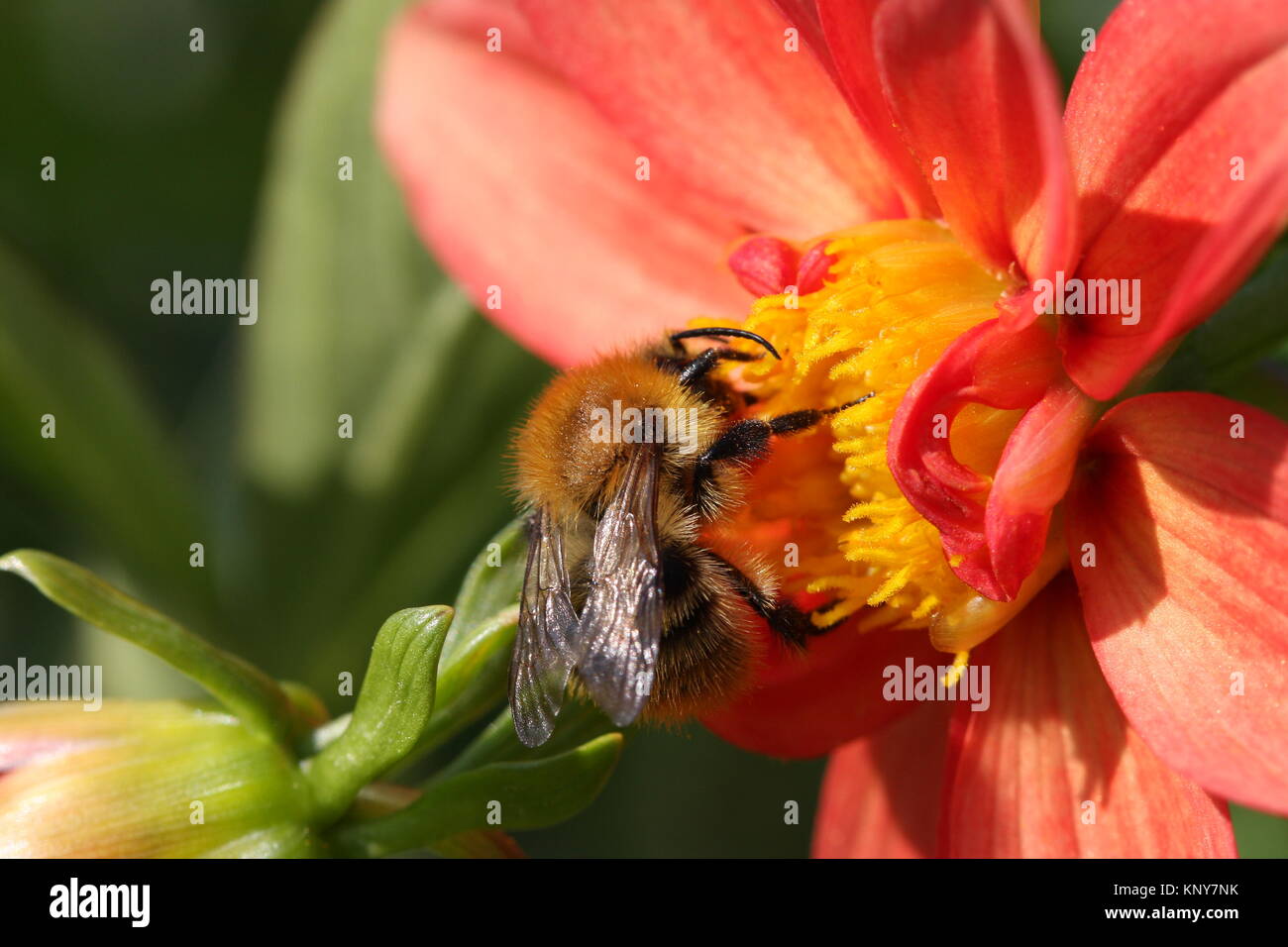 bumblebee is collecting nectar on the red peony Stock Photo - Alamy