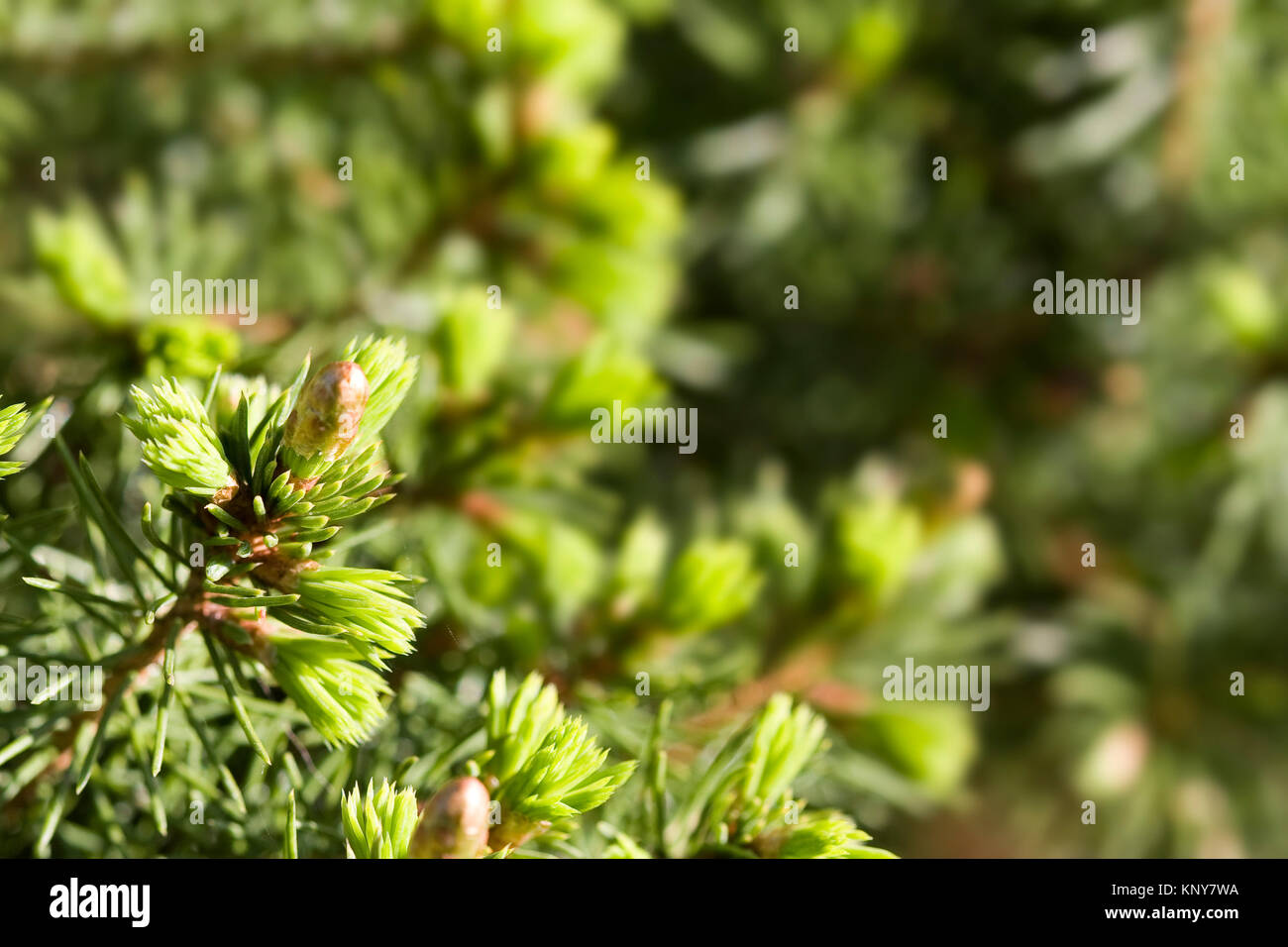 background of a decorative garden fir-tree Stock Photo - Alamy