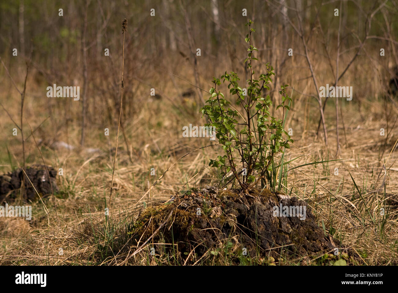 born new life in the spring Stock Photo - Alamy