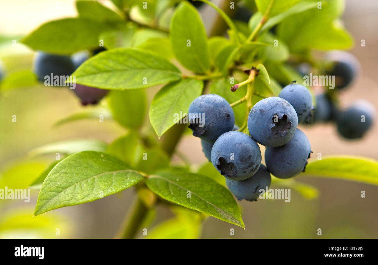 Bilberry bushes hi-res stock photography and images - Alamy