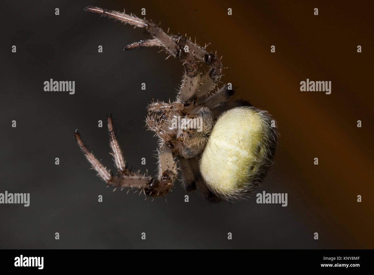 big spider is crawling on cobweb Stock Photo - Alamy