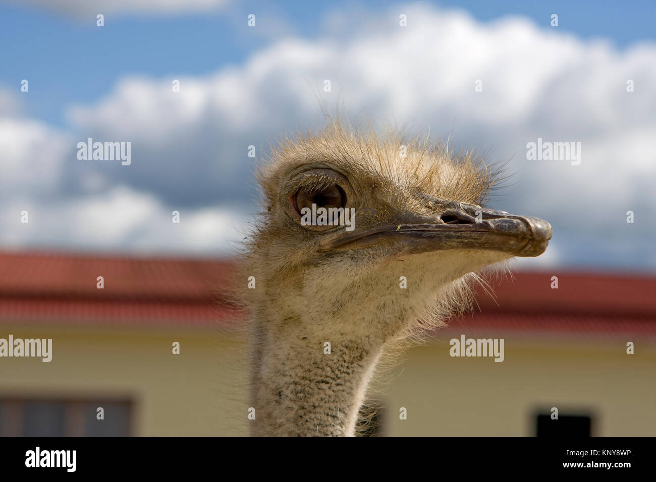 ostrich in the open-air cage on ostrich farm Stock Photo - Alamy