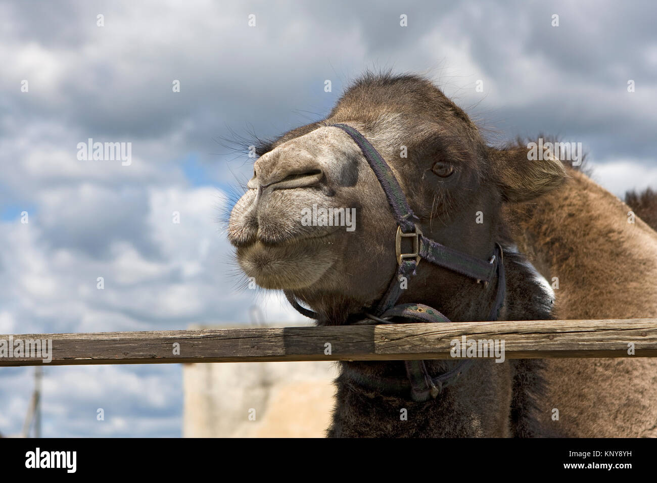 camel in the open-air cage on farm Stock Photo - Alamy