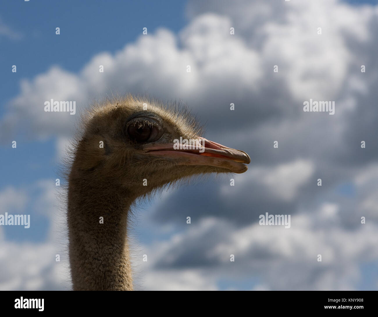 Ostrich in an enclosure hi-res stock photography and images - Alamy
