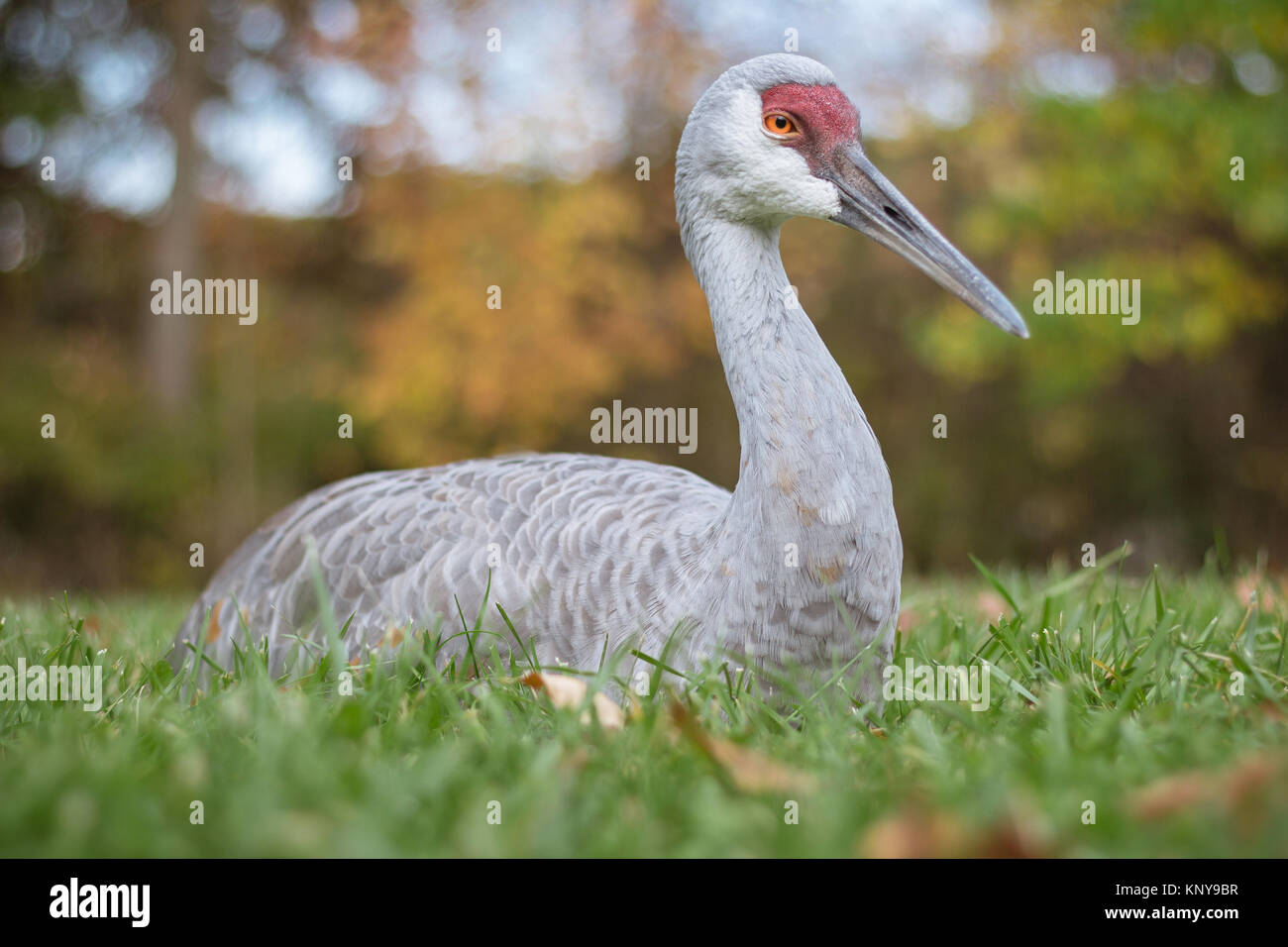 Michigan wildlife with this peaceful resting sandhill crane bird posing ...