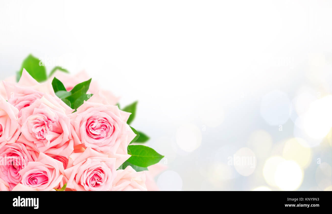 Pink blooming roses Stock Photo - Alamy