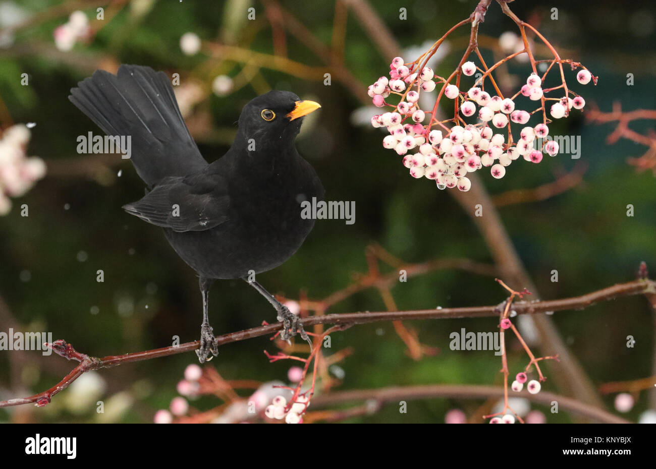 A winter scene of a stunning male Blackbird (Turdus merula) perched on ...