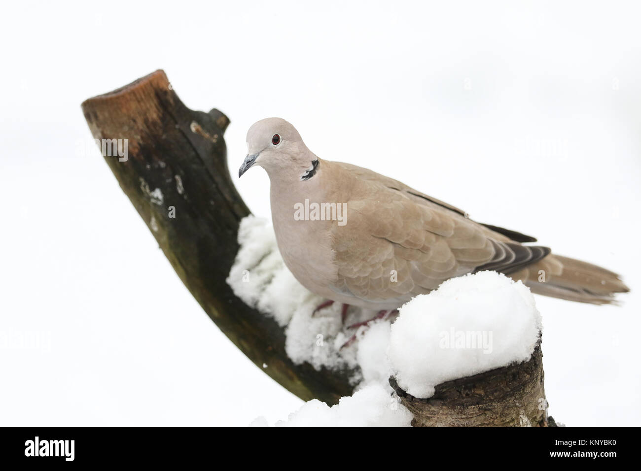 Collared dove snow winter hi-res stock photography and images - Alamy