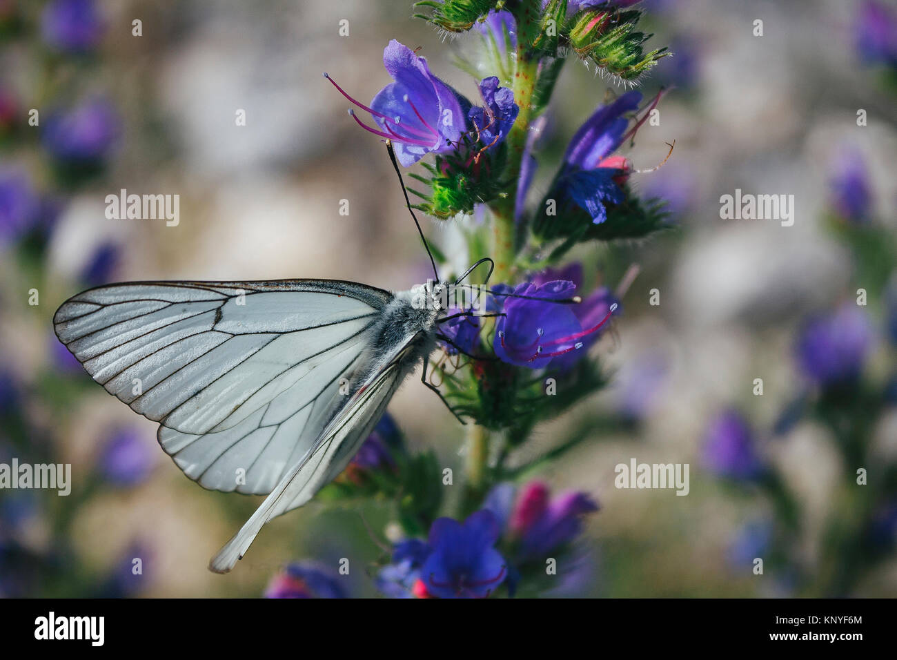 Butterflies on a violet flower Stock Photo - Alamy