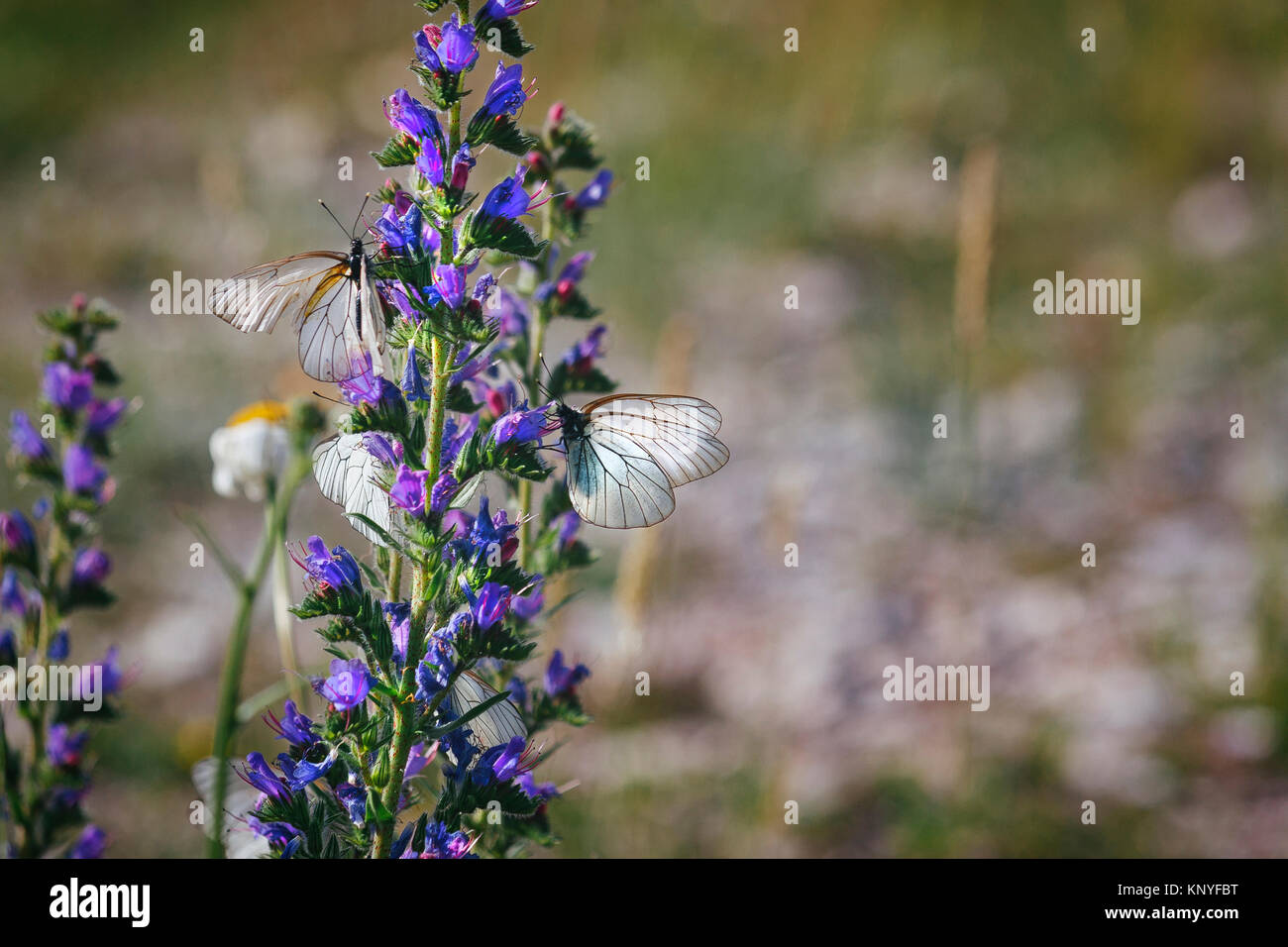 Butterflies on a violet flower Stock Photo - Alamy
