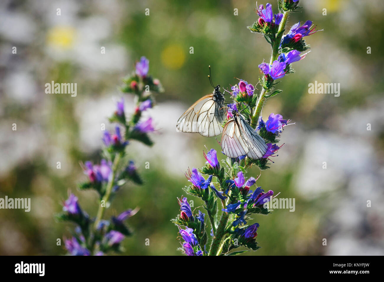 Butterfly feeding on violet flower hi-res stock photography and images ...