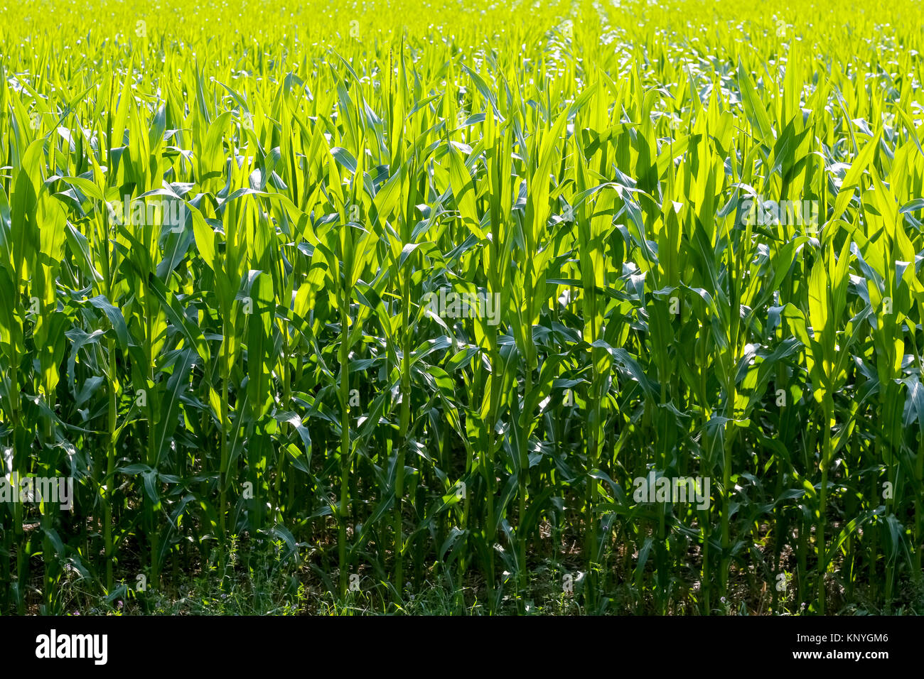 The green field of maize on a sunny day is shown in close Stock Photo ...