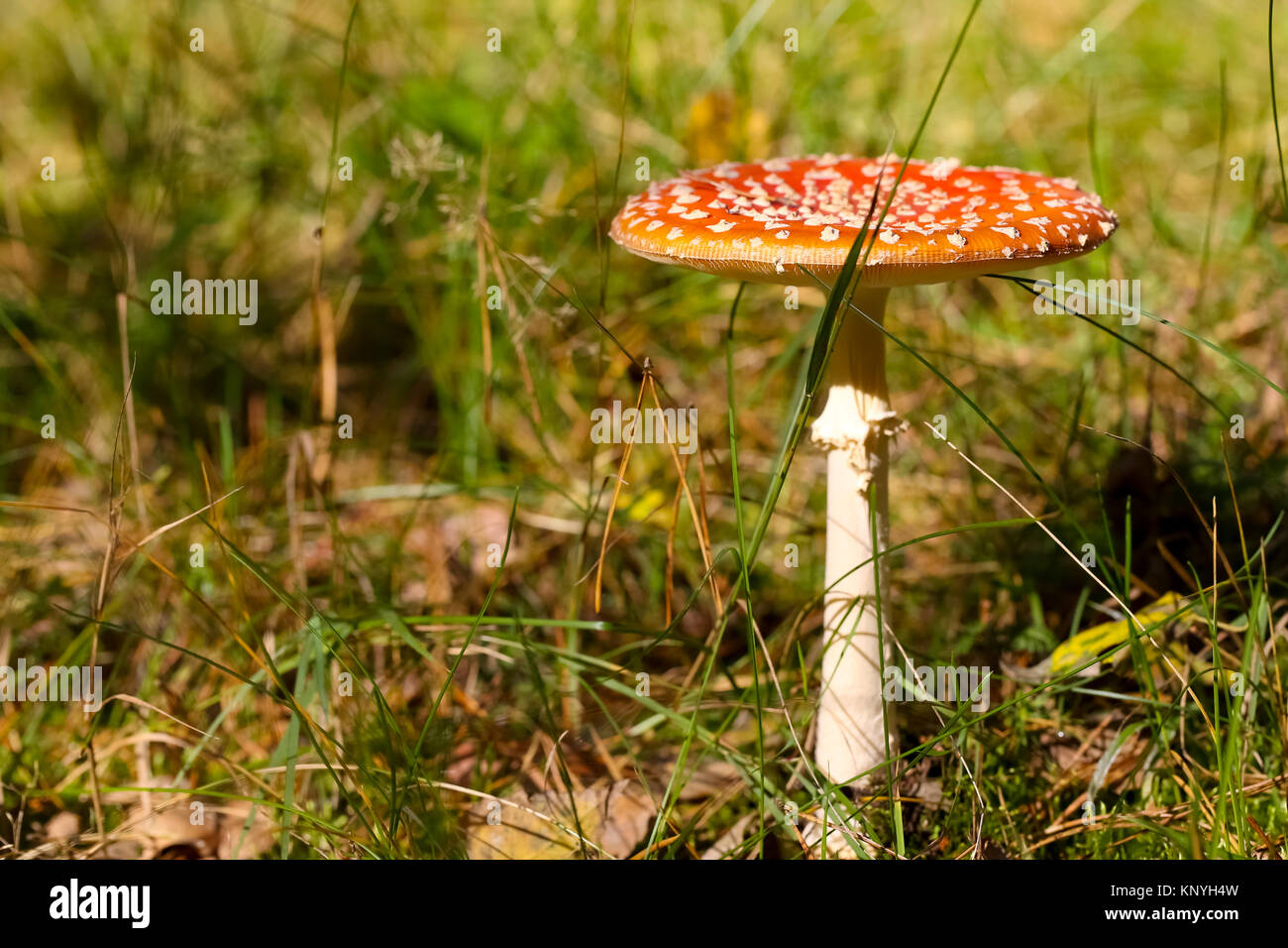 Single toadstool in vegetation hi-res stock photography and images - Alamy