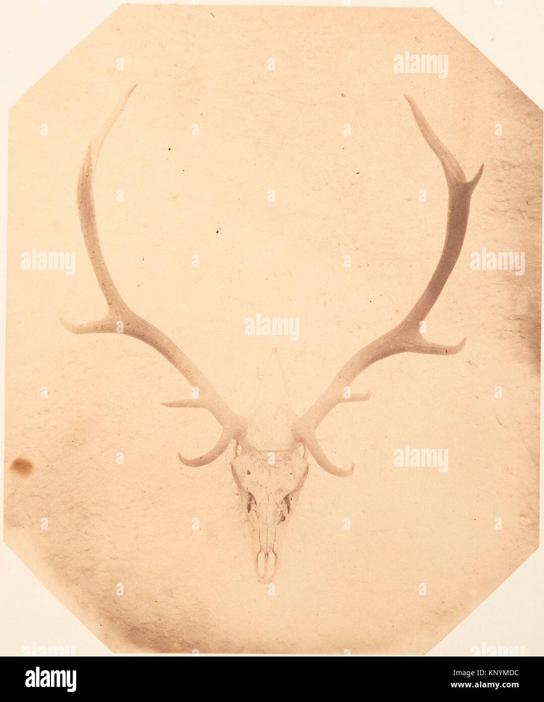 [Stag Trophy Head, Killed by Ned Ross]. Artist: Horatio Ross (British ...