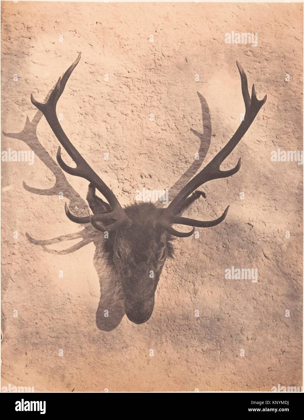 Royal stag do hi-res stock photography and images - Alamy