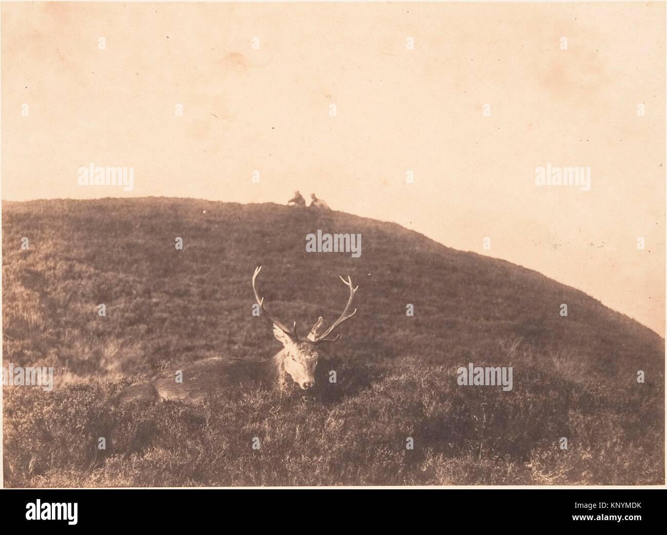 Deer stalker scotland hi-res stock photography and images - Alamy