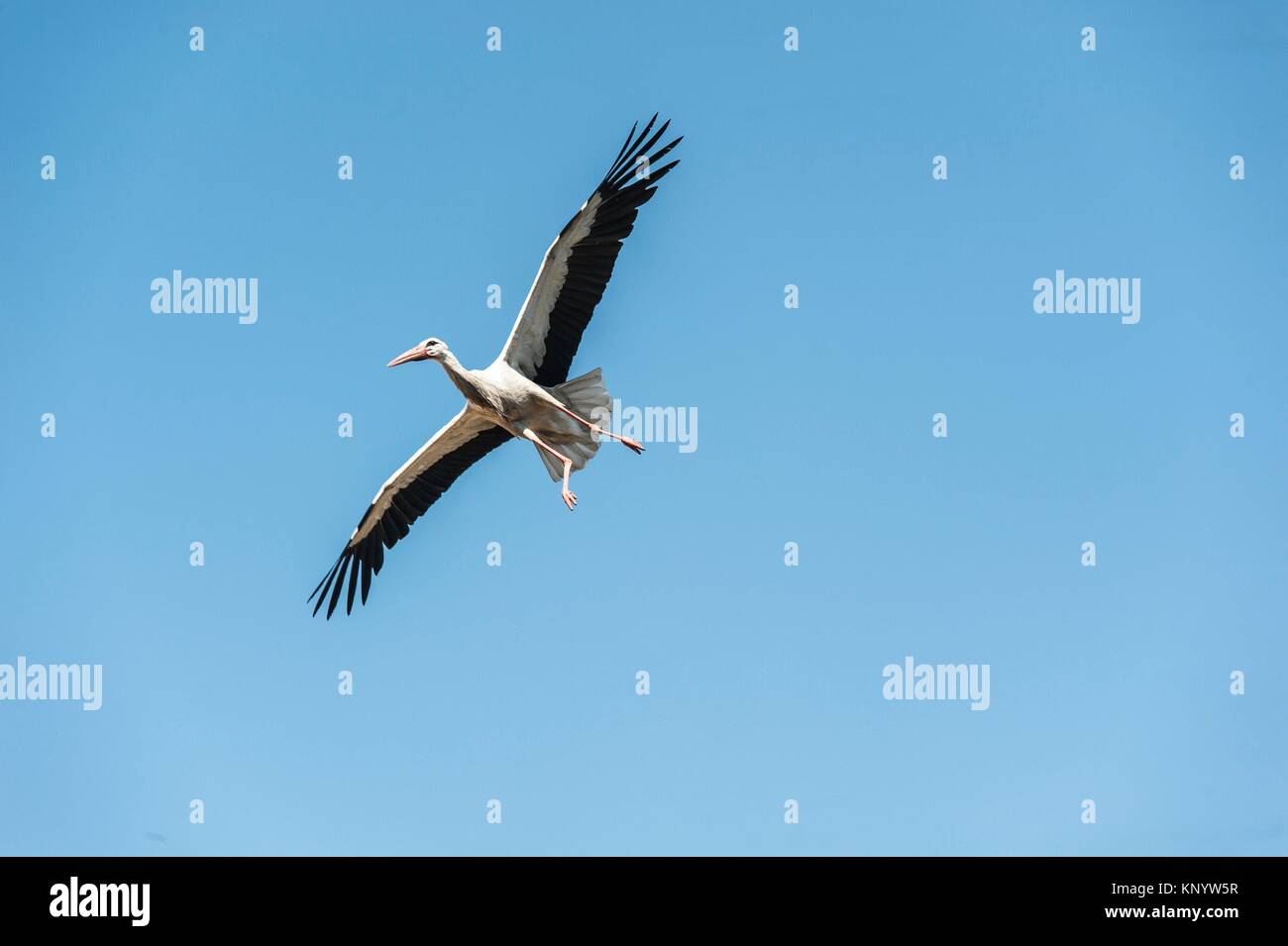 Storks in Alfaro, La Rioja, Spain Stock Photo - Alamy