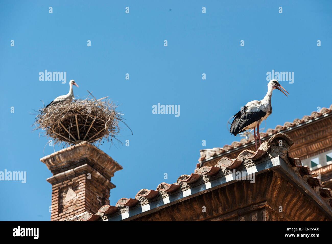 Storks in Alfaro cathedral, La Rioja, Spain Stock Photo - Alamy
