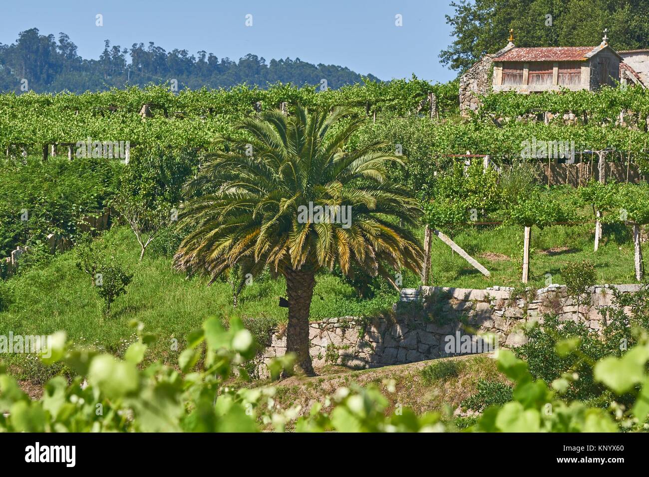 Albarino spain hi-res stock photography and images - Alamy