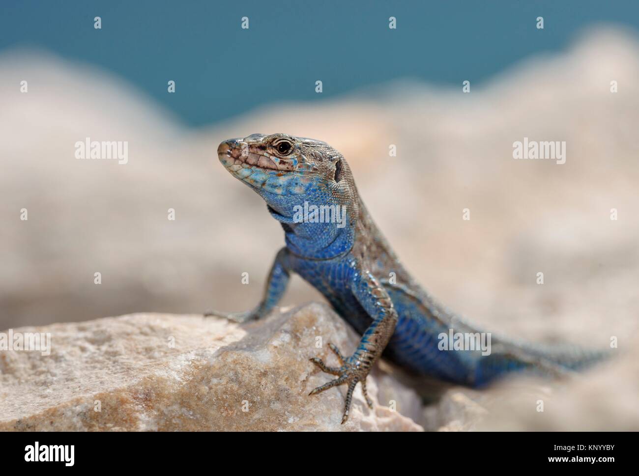 Balearic Wall Lizard Podarcis Lilfordi High Resolution Stock ...