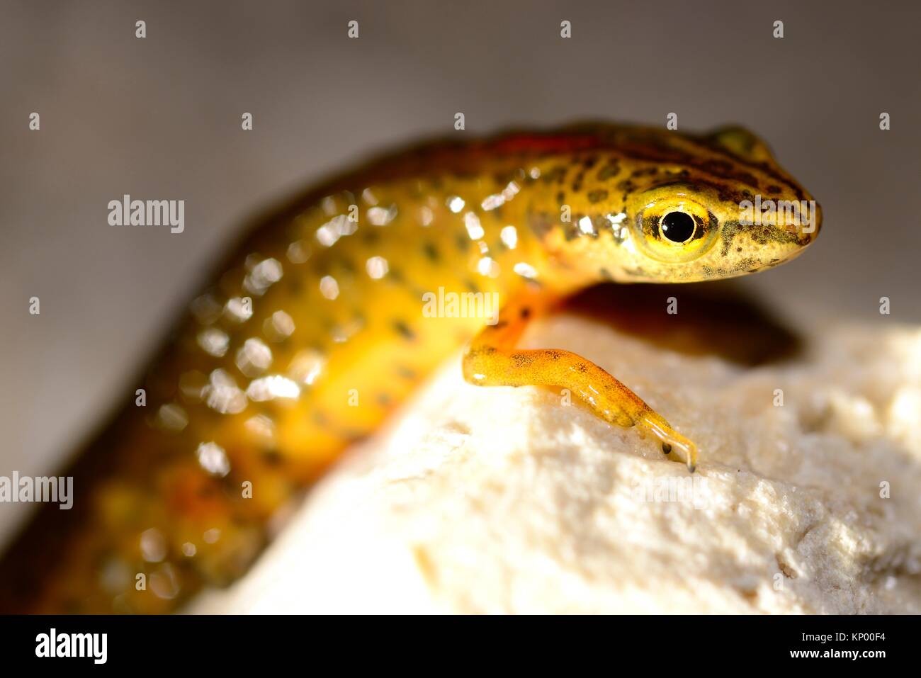 Common newt lissotriton vulgaris hi-res stock photography and images ...