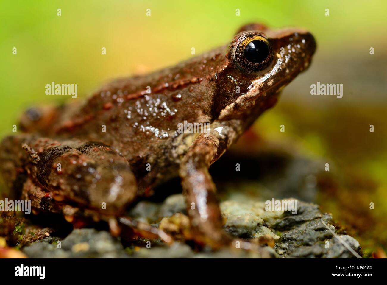 Greek frog hi-res stock photography and images - Alamy