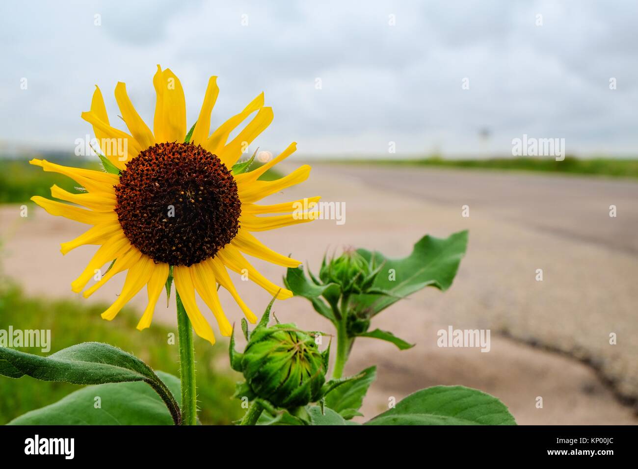 Sunflower on the road. Freight transportation concept Stock Photo - Alamy