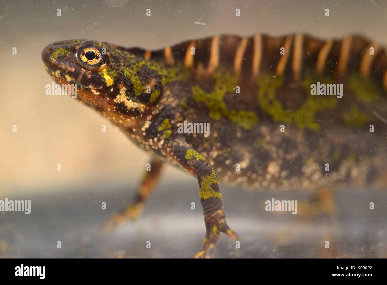 Marbled newt (Triturus marmoratus) in Valdemanco, Madrid, Spain Stock ...