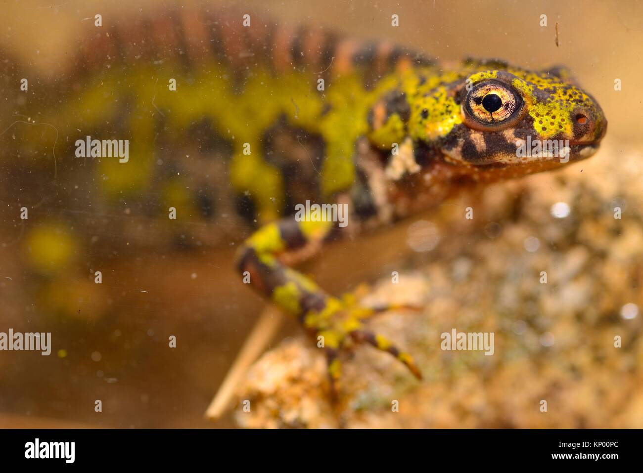 Triturus triturus marmoratus hi-res stock photography and images - Alamy