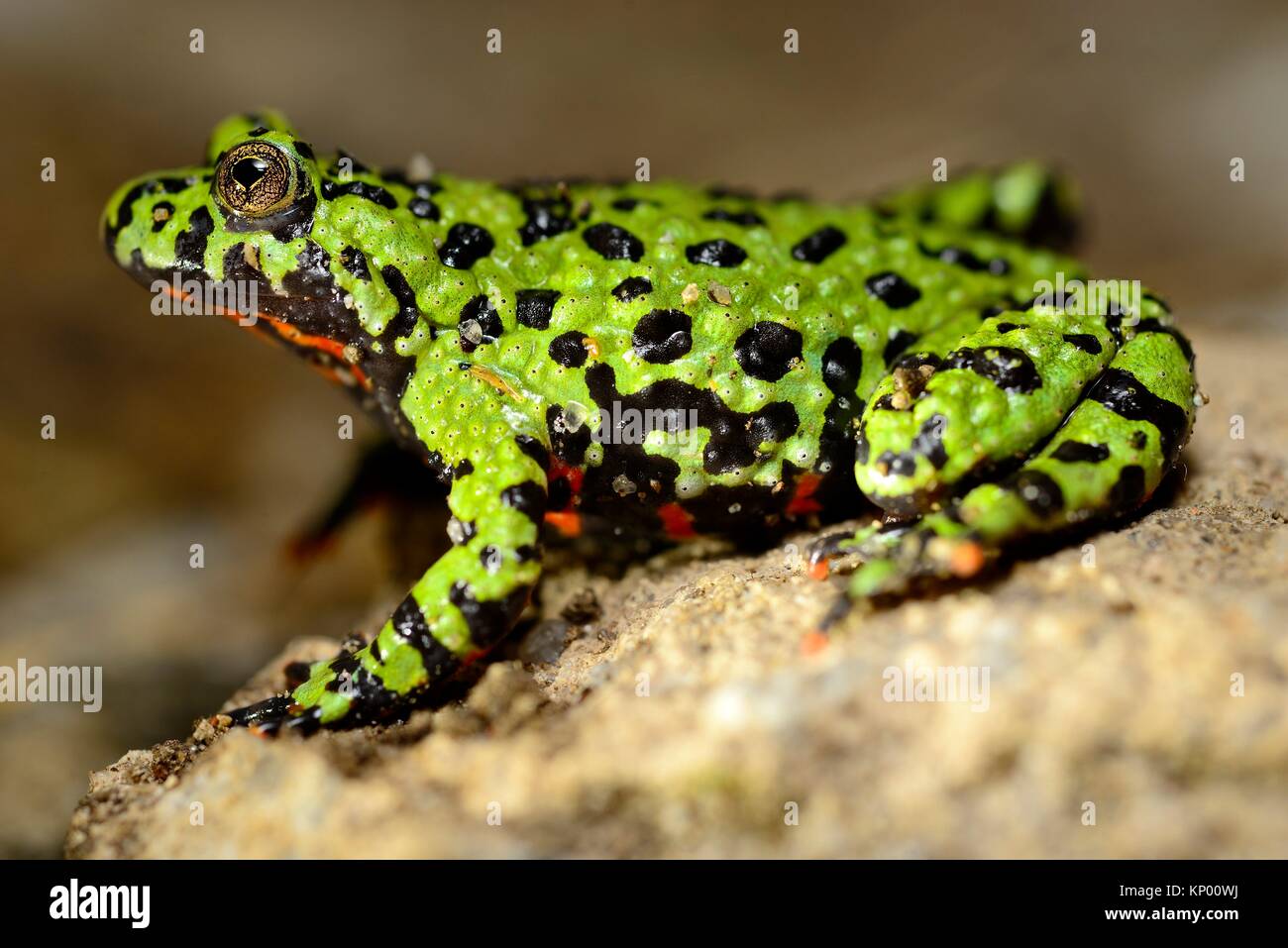 Red bellied toad hi-res stock photography and images - Alamy