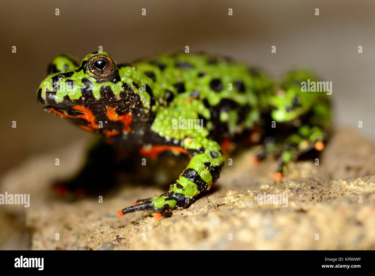 Bombina orientalis fire bellied toad hi-res stock photography and ...