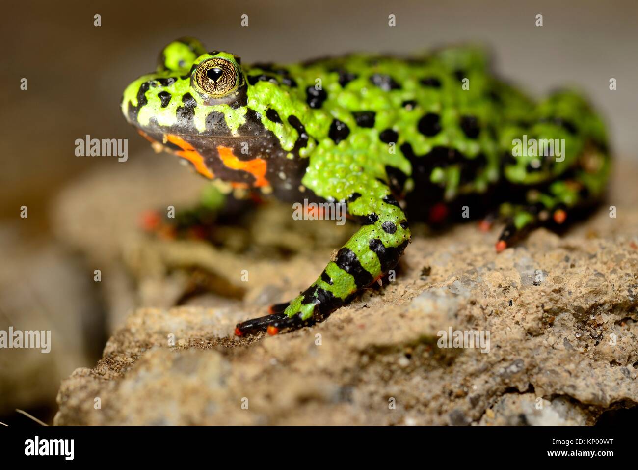 Red bellied toad hi-res stock photography and images - Alamy