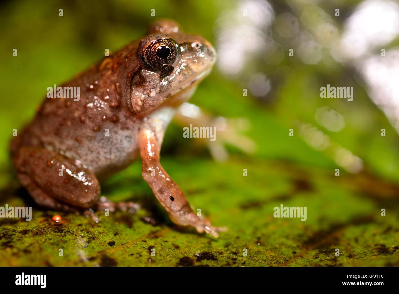 Indian nightlife hi-res stock photography and images - Alamy