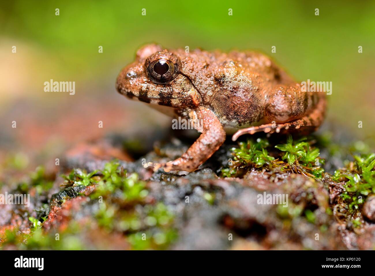 Burrowing Frog Stock Photos & Burrowing Frog Stock Images - Alamy